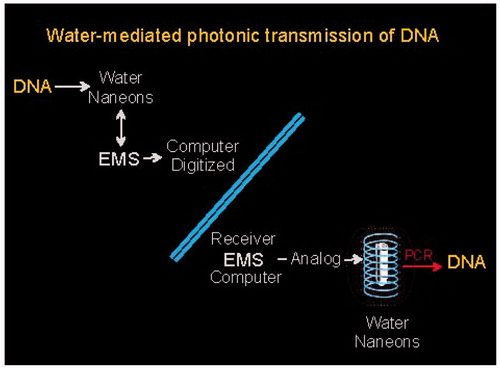 Transduction of DNA information through water and electromagnetic waves ...